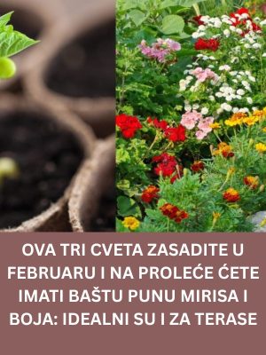 Ova tri cveta zasadite u februaru i na proleće ćete imati baštu punu ...